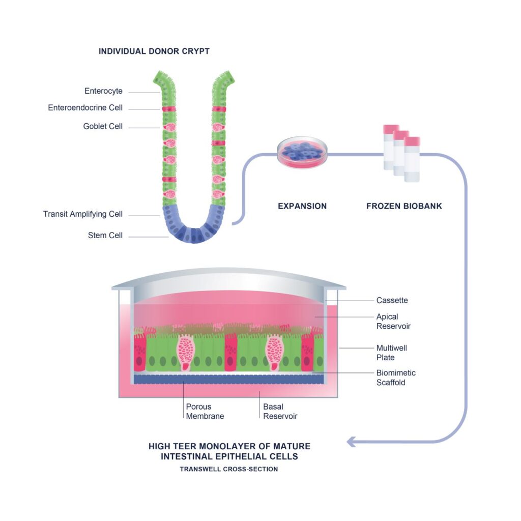 Platform - Altis Biosystems Intestinal Epithelial Cells