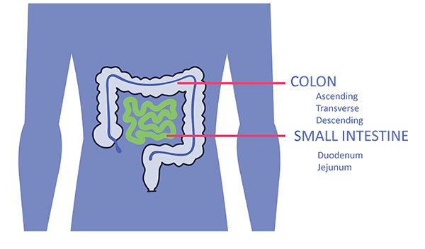 RepliGut® Services - Altis Biosystems