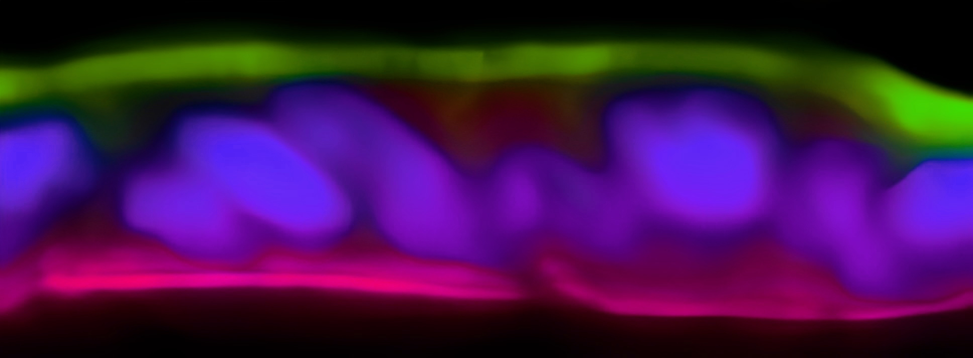 Platform - Altis Biosystems Intestinal Epithelial Cells
