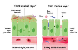 The Intestinal Mucus Model Explained in Detail - Altis Biosystems