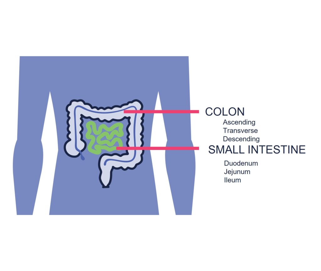 RepliGut® Crypt - Altis Biosystems